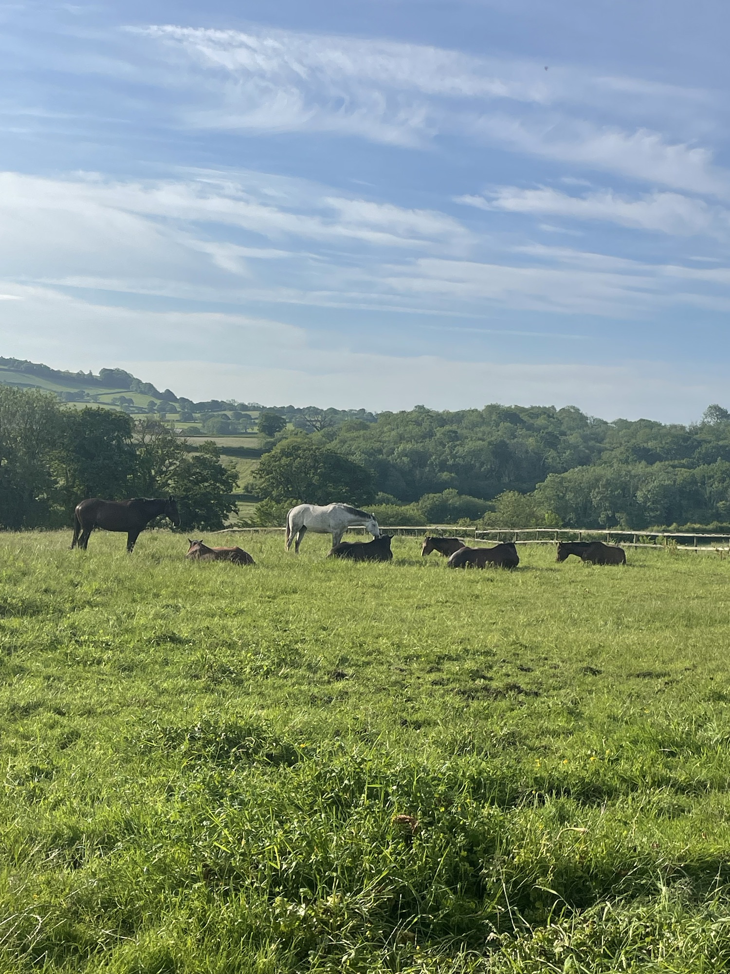 Horses Return To Training In New Surroundings – Ben Clarke Racing